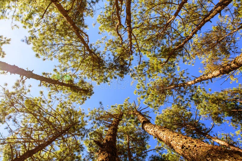 Canopy of Tall Pine Trees. Upper View Branches Stock Photo - Image of ...
