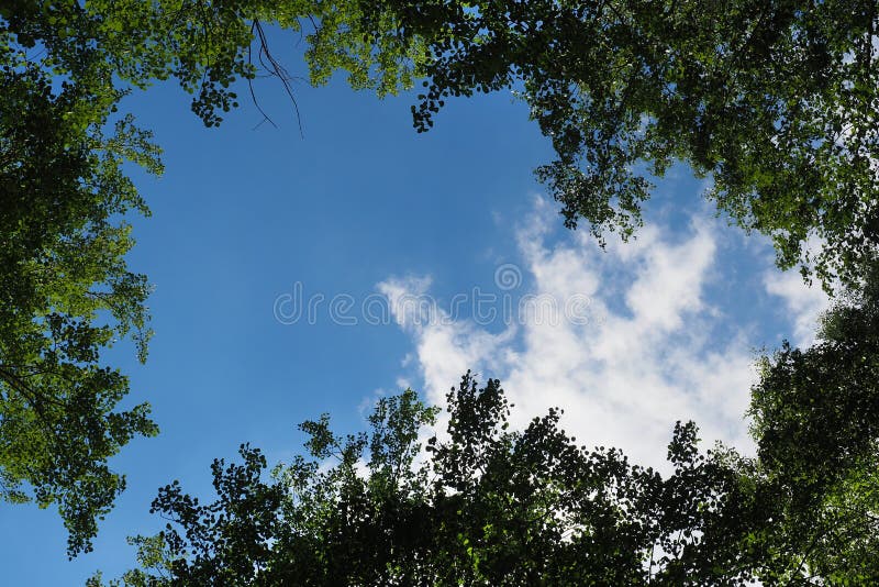 The Canopy of Tall Trees Framing a Clear Blue Sky. Summer Landscape ...