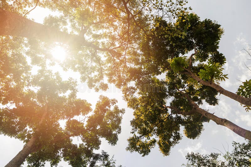 The Canopy of Tall Trees Framing a Clear Blue Sky Stock Photo - Image ...
