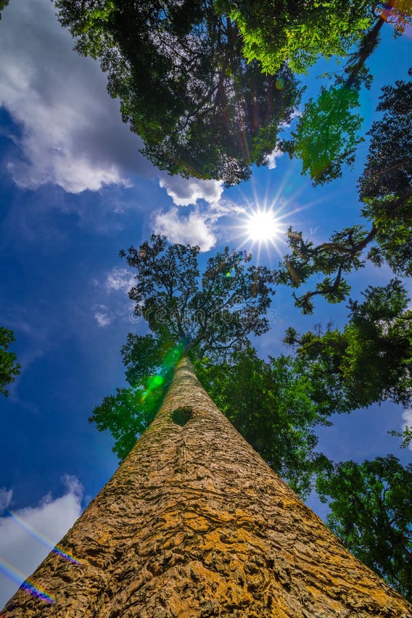 The Canopy of Tall Trees Framing a Clear Blue Sky Stock Image - Image ...