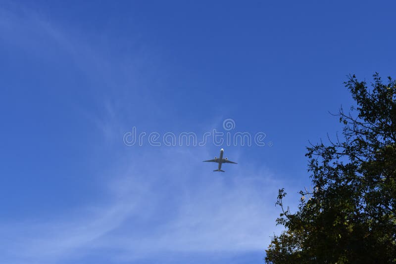 The Canopy of Tall Trees Framing a Clear Blue Sky, with the Sun Shining ...