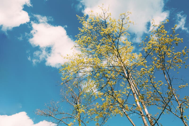 Canopy of Tall Young Trees. Sunny Day Stock Photo - Image of tall ...