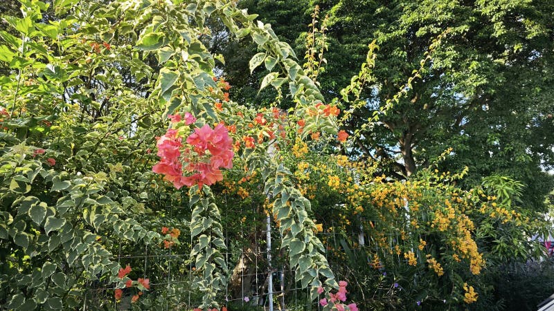 A Canopy Tree of Colorful Bougainvillea Flowers. Stock Photo - Image of ...