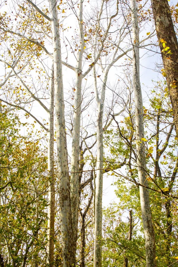 Tree Canopy of Leaves stock photo. Image of forest, canopy - 122054274