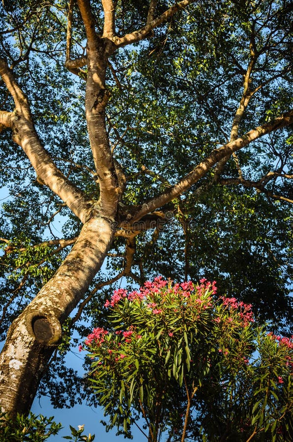 Canopy tree stock image. Image of leaf, park, canopy - 88647475