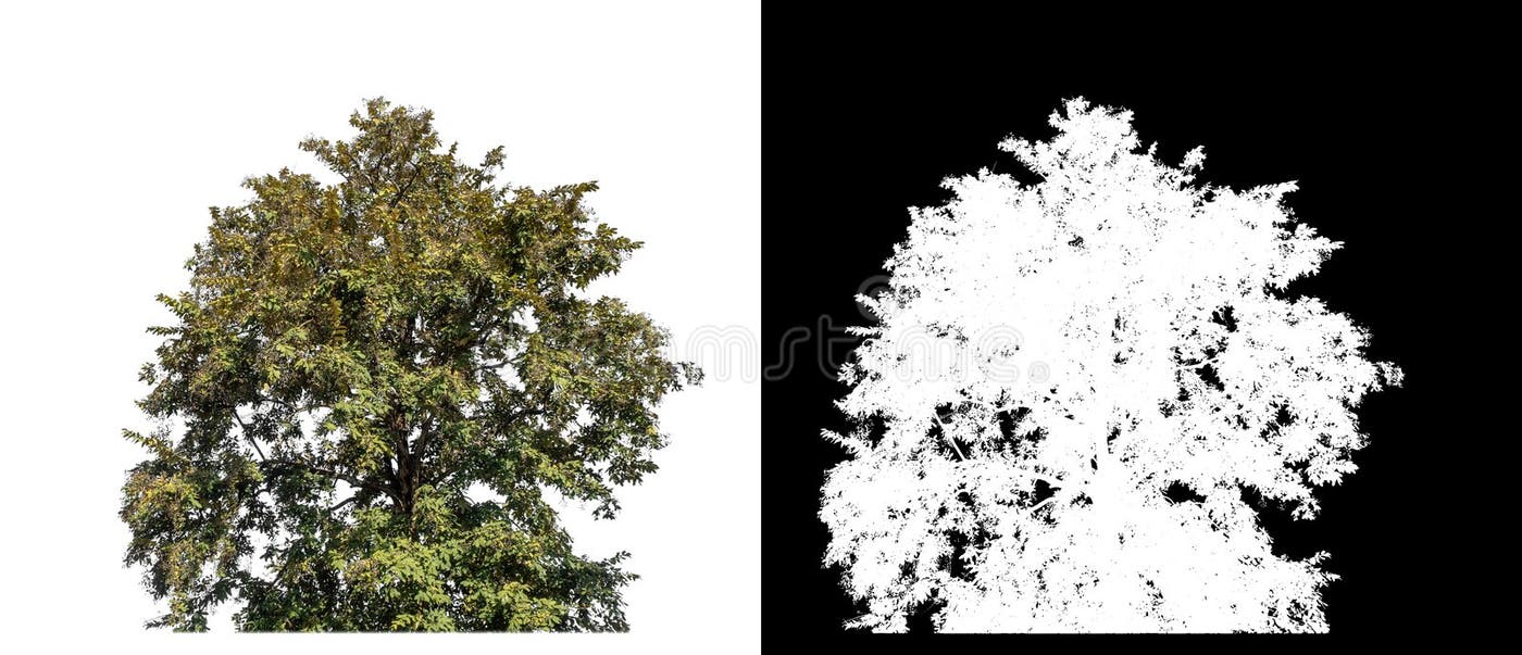 201 Canopy Alpha Tree Stock Photos - Free & Royalty-Free Stock Photos ...