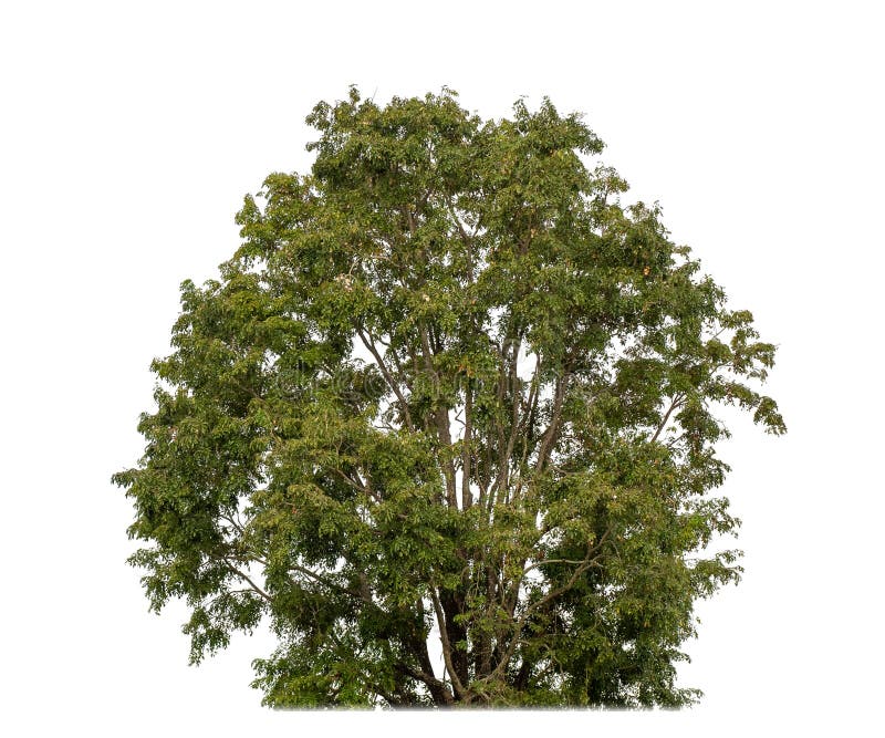 Canopy Tree on White Background with Clipping Path and Alpha Channel ...