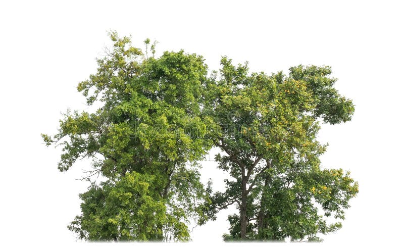 Canopy Tree on White Background with Clipping Path and Alpha Channel ...