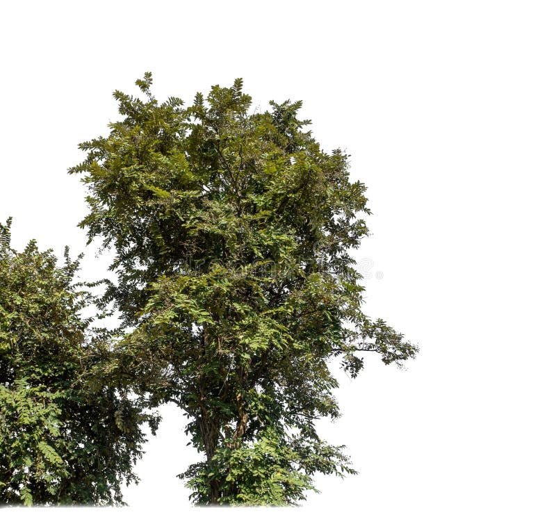 Canopy Tree on White Background with Clipping Path and Alpha Channel ...