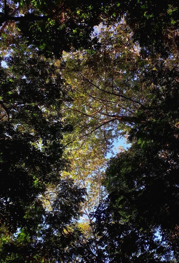 Canopy of trees stock photo. Image of morning, light - 261836216