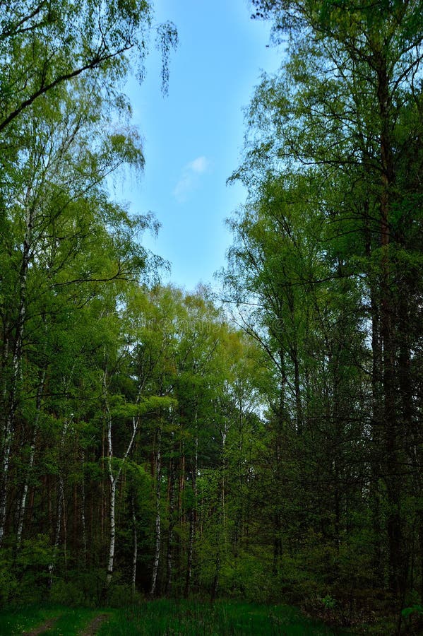 Canopy of Trees Against the Backdrop of Clouds and Sky. Summer. Day ...