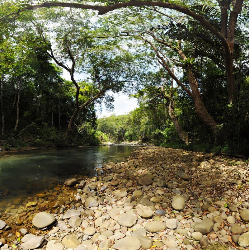Canopy of Trees Covering a Stream in a Jungle Stock Image - Image of ...