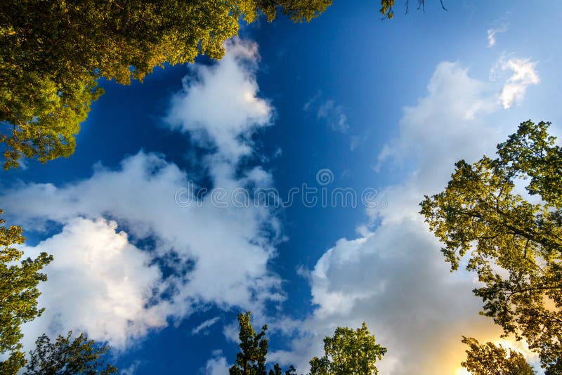 Canopy of Trees Framing a Blue Clouded Sky with Sunshine in Corn Stock ...