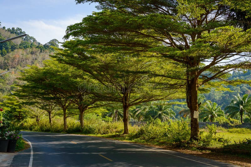 Canopy of Trees Over a Lonely Road Stock Photo - Image of park, gravel ...