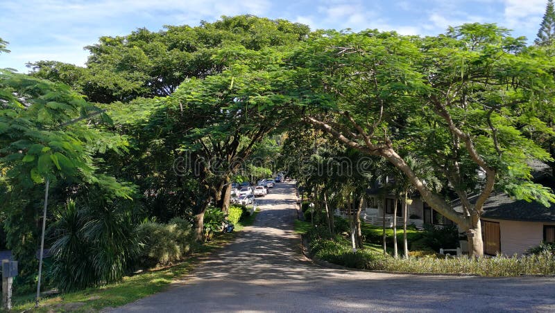 Canopy of Trees Over a Road. Stock Image - Image of clip, sunset: 155293797