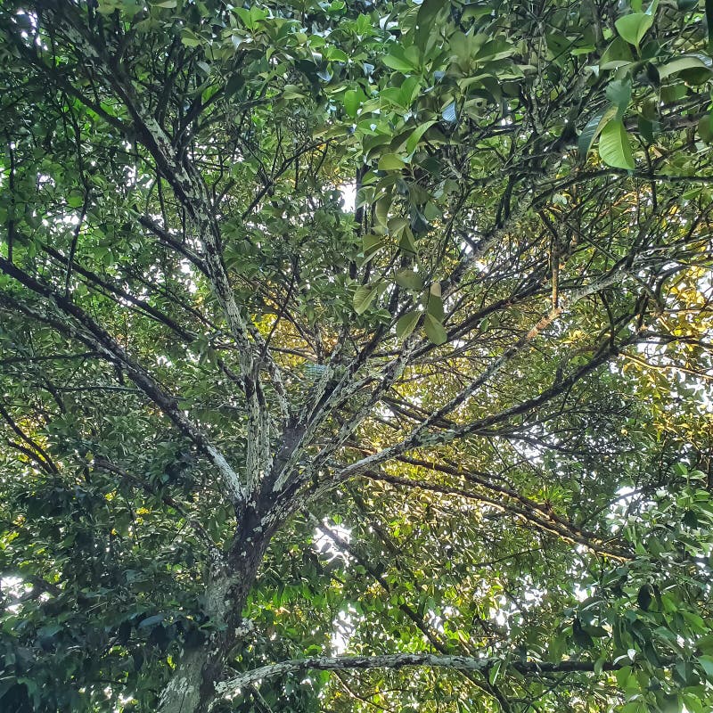 The Canopy View Under the Tree Stock Photo - Image of green, tree ...