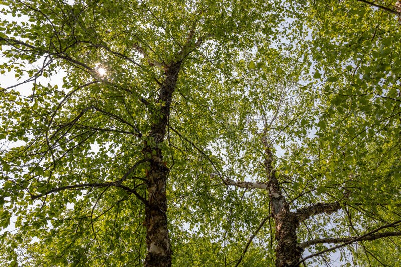 Canopy View Underneath a River Birch Tree Stock Photo - Image of forest ...