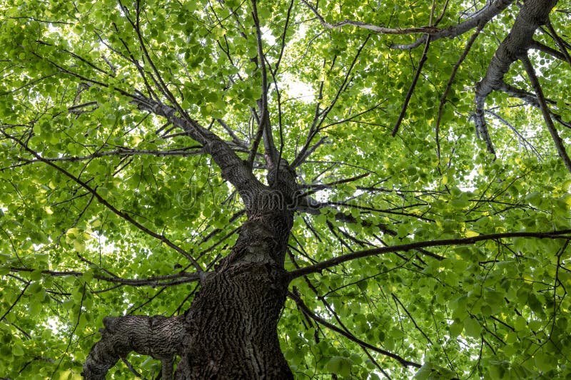 Canopy View Underneath a River Birch Tree Stock Image - Image of ...