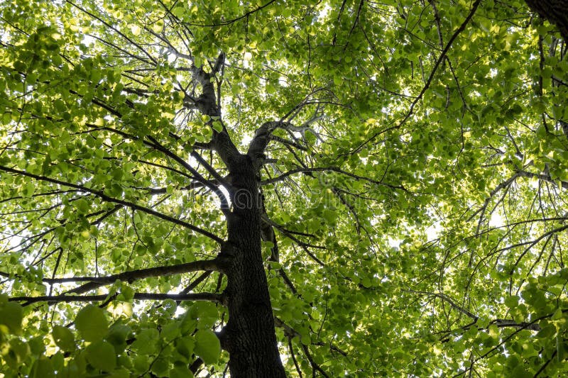 Canopy View Underneath a River Birch Tree Stock Photo - Image of high ...