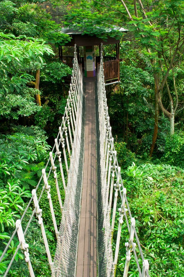 Canopy Walk stock photo. Image of jurong, asia, bird - 19773524