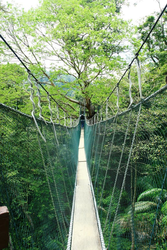Canopy Walk stock photo. Image of selangor, frim, asia - 4873364