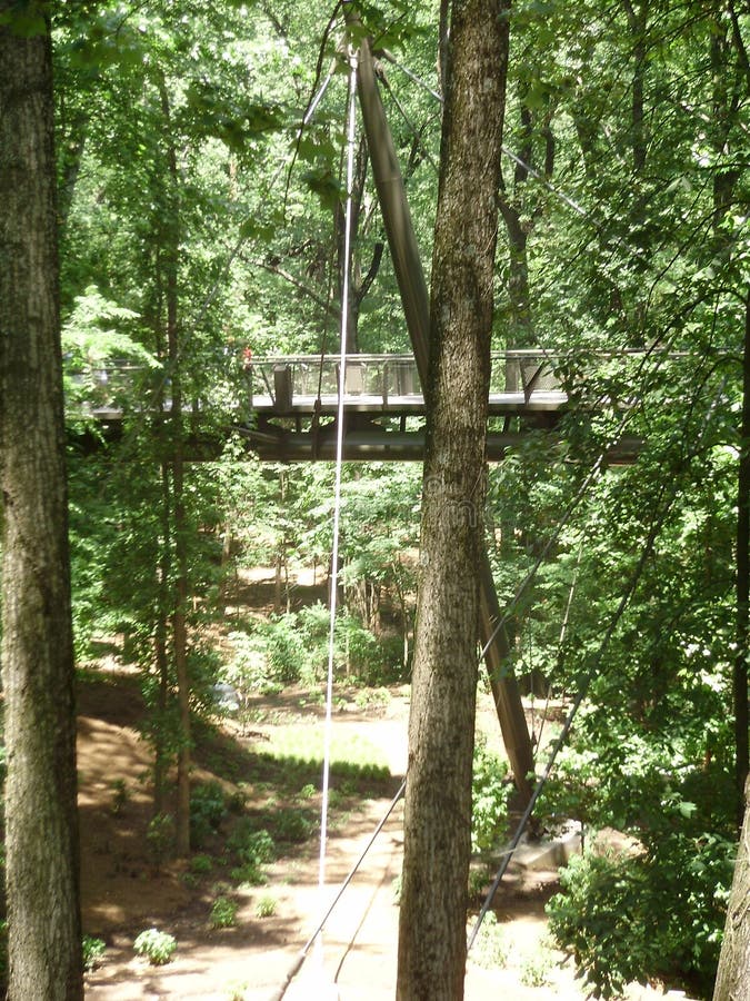 Canopy walk stock photo. Image of sunlight, forest, atlanta - 90189840