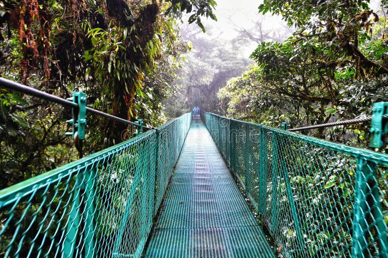 Treetop walk, Singapore stock image. Image of trees, catchment - 59126737