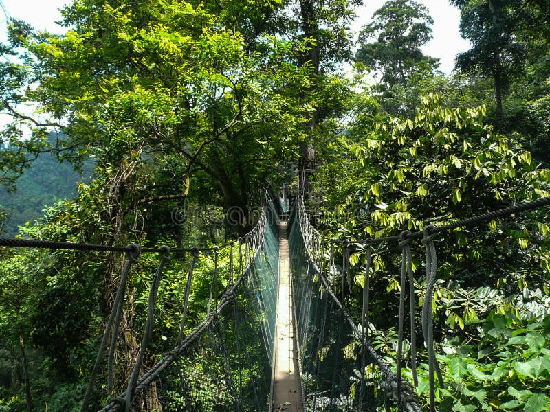 Canopy Walk Ghana stock photo. Image of tropical, leaf - 44068194