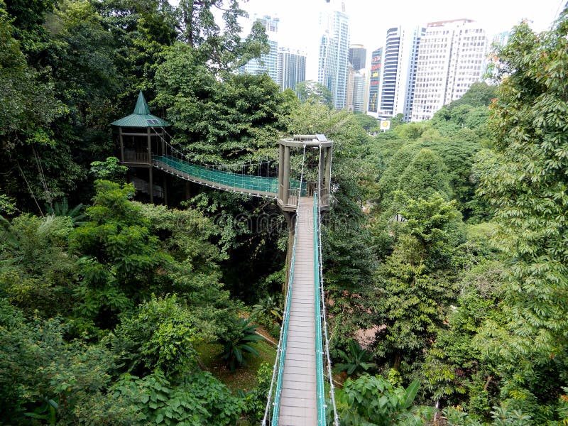 Canopy walk editorial stock image. Image of trekking - 96256109