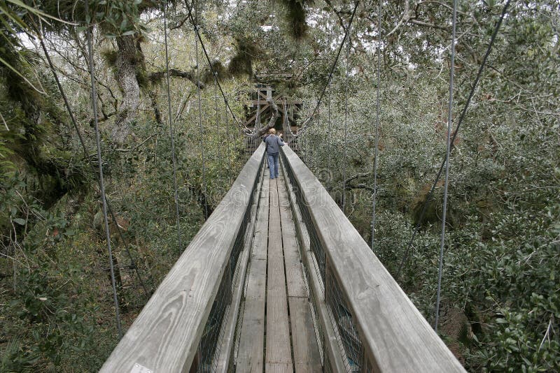 Canopy Walk in Myakka River State Park, Florida Stock Image - Image of ...