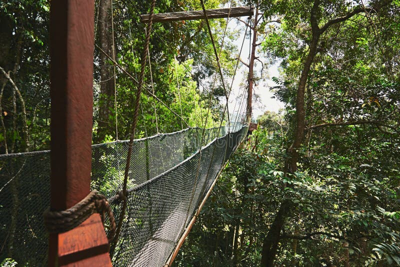 Canopy walk in rainforest stock photo. Image of elevated - 90422930