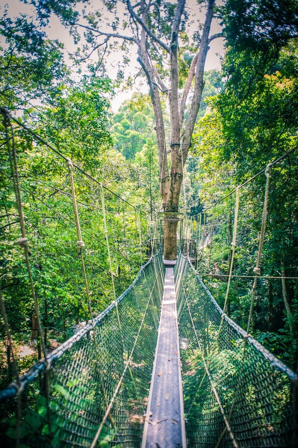 Canopy Walk through the Rainforest Stock Photo - Image of conservation ...
