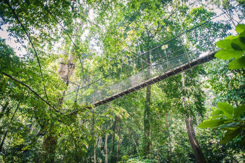 The Canopy Walk Way editorial image. Image of high, canopy - 38116670