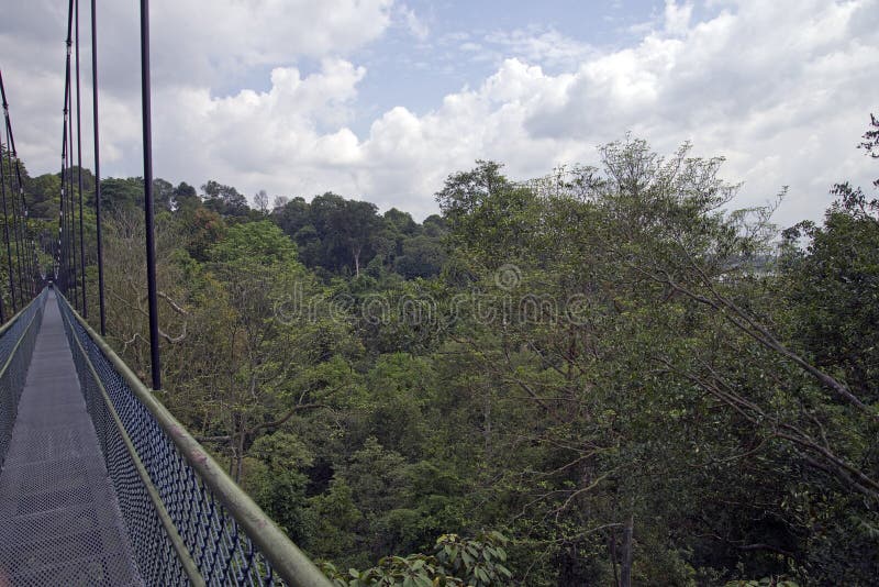Canopy Walk through the Rainforest Stock Image - Image of garden ...