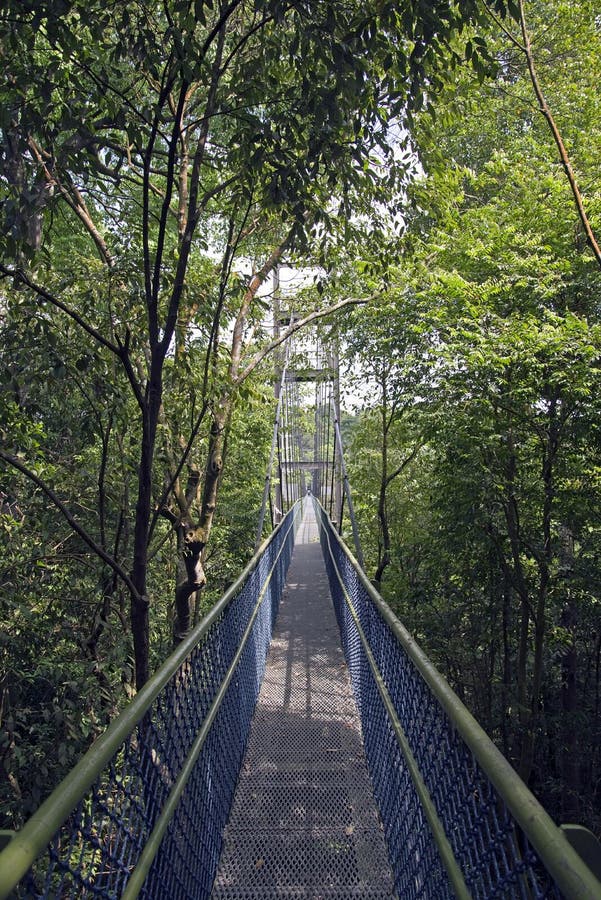Canopy Walk through the Rainforest Stock Image - Image of activity ...