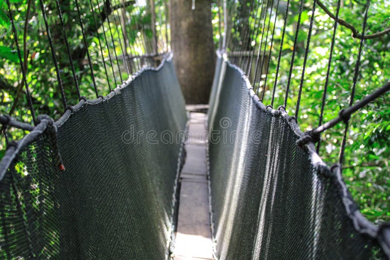 Canopy walk view stock image. Image of land, asia, city - 74730275