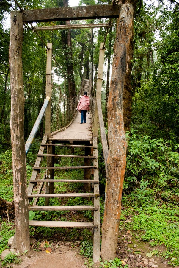The Canopy Walk Way editorial image. Image of aerial - 38117040