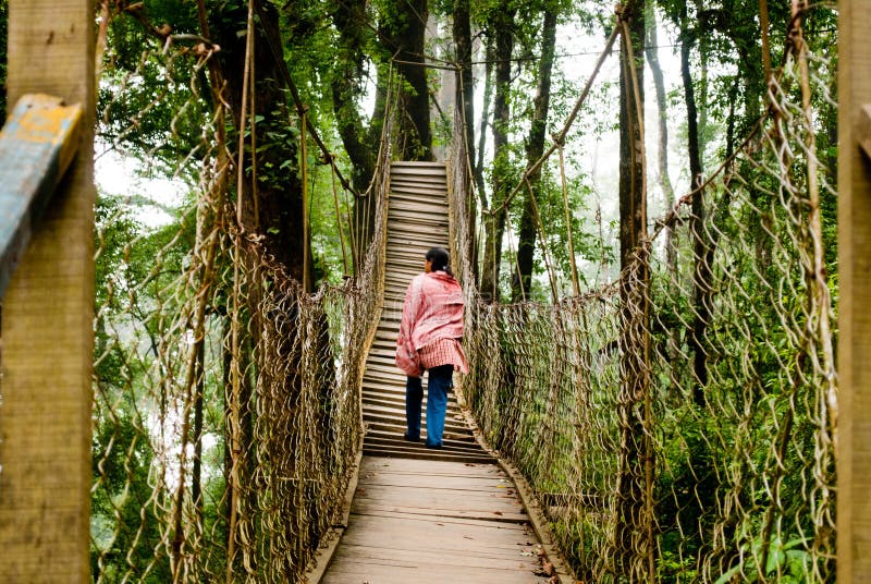 The Canopy Walk Way editorial image. Image of aerial - 38117040