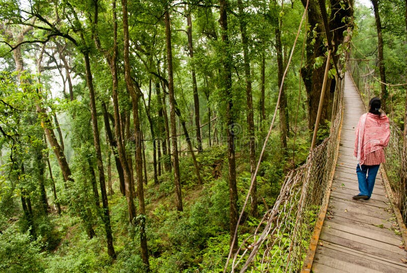 The Canopy Walk Way editorial image. Image of high, canopy - 38116670
