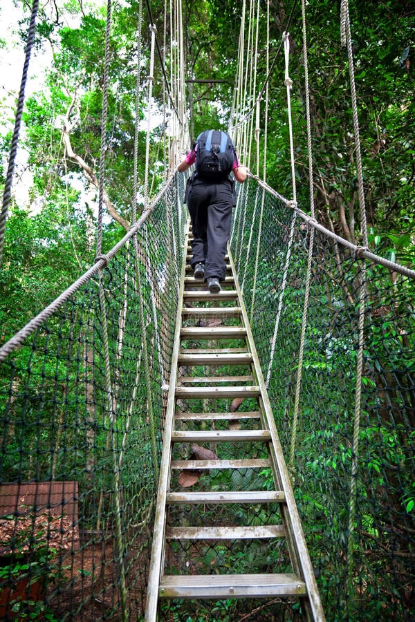 Canopy Walkway Borneo stock photo. Image of forest, scenary - 88562848
