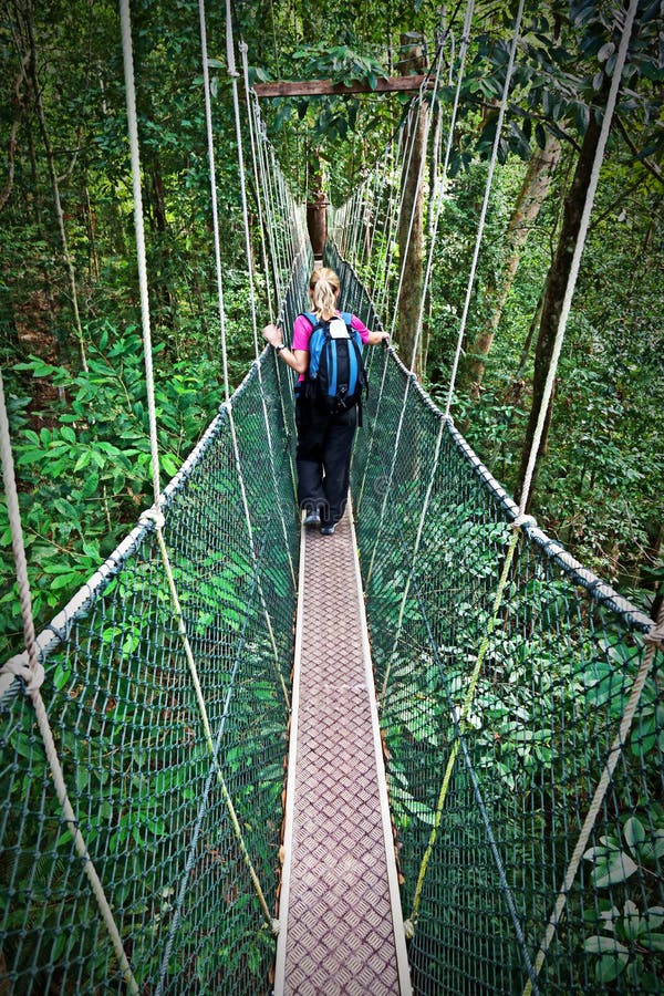 Canopy Walkway Borneo stock image. Image of scary, jungle - 88562879