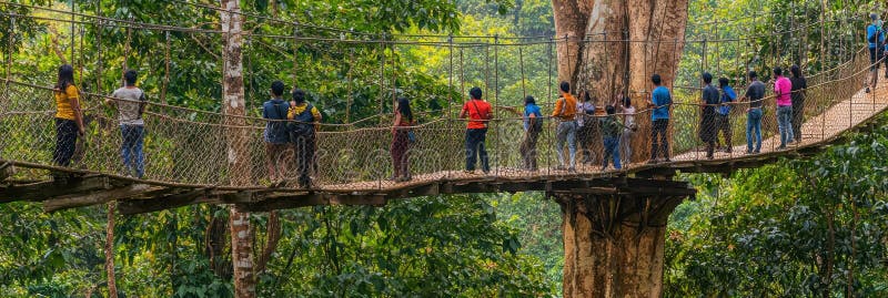 Tourists on a Canopy Walkway in a Lush Rainforest Stock Image - Image ...