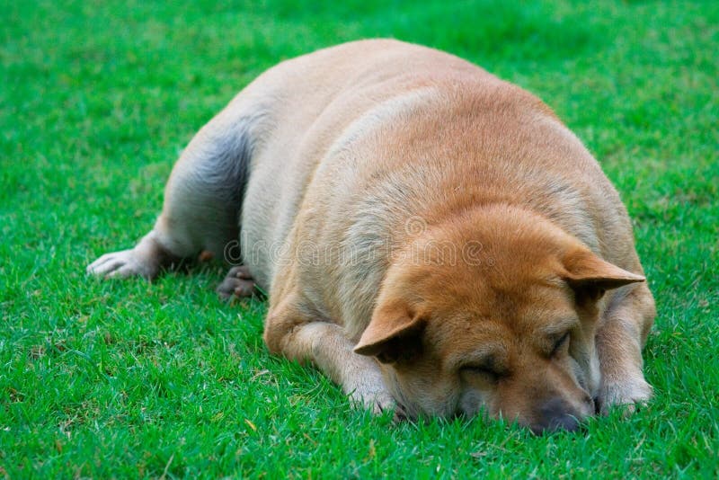 Perro cansado imagen de archivo. Imagen de cansado, perro - 810459