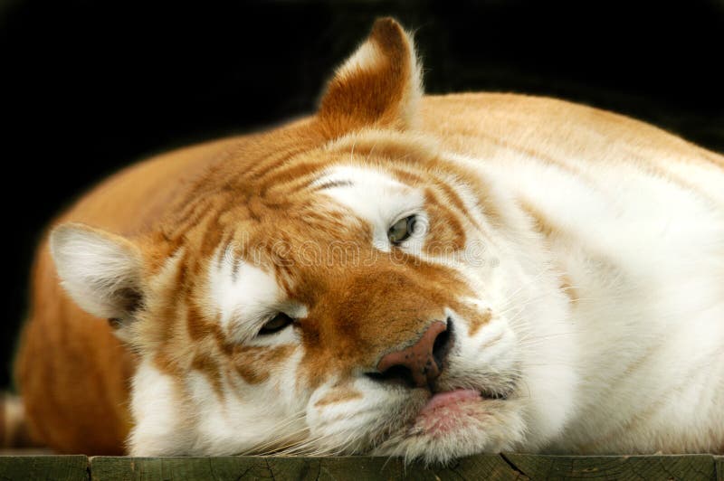 Cansado tigre foto de archivo. Imagen de risa, barbas, dulce - 976940