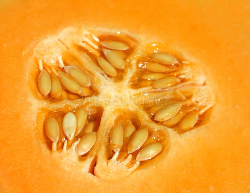 Cantaloup photo stock. Image du orange, fruits, graines - 106244