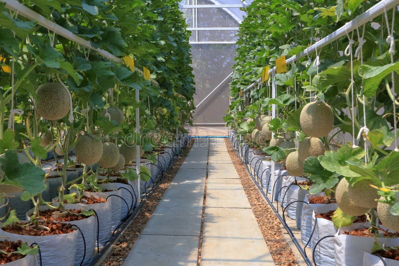 Cantaloupe Melon Cultivation In Greenhouse Farm Stock Image Image Of