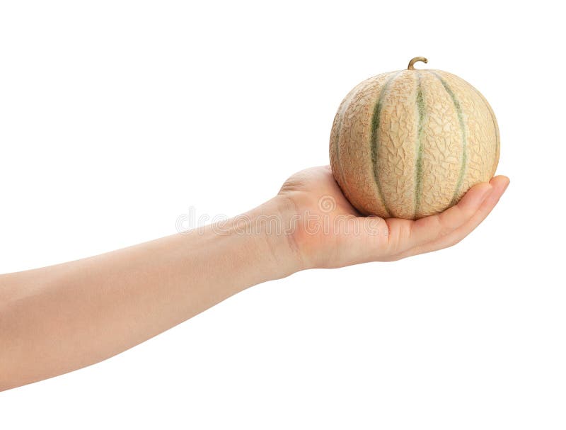 Cantaloupe melon in hand stock image. Image of clipping - 259676791