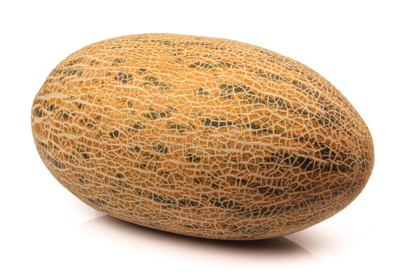 Netted melon farming stock photo. Image of fruit, healthy - 126718942