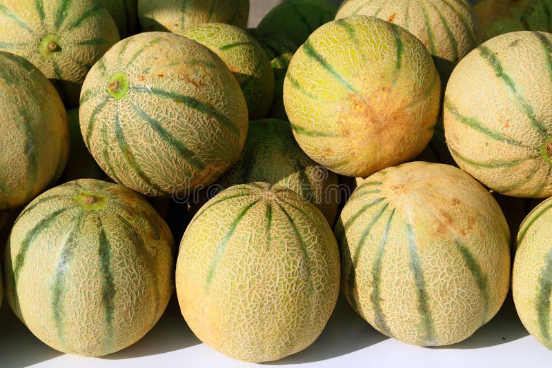 Cantaloupe Rock Melon Muskmelon Spanspek Stock Photo - Image of closeup ...