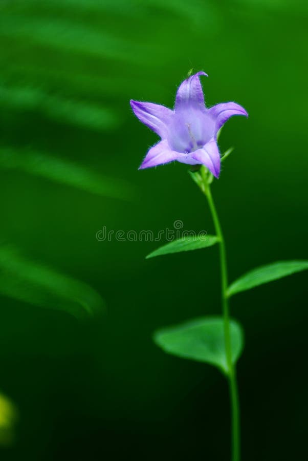 Canterbury bellflower stock photo. Image of closeup, colored - 15840384